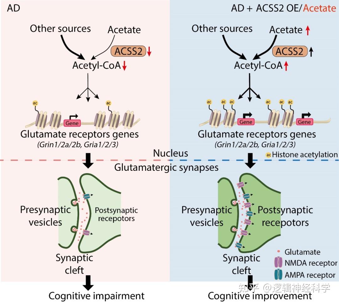 MN︱福建医科大学陈晓春/张静团队揭示ACSS2介导组蛋白乙酰化在阿尔茨海默病认知功能调控中的重要作用 - 知乎