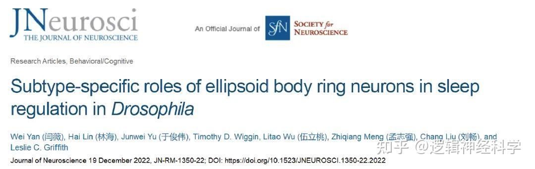 J Neurosci︱深圳先进院刘畅课题组揭示果蝇椭球体环状神经元亚型在睡眠调控中的特异性作用 - 知乎