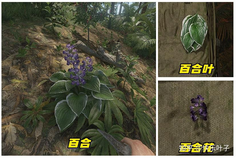 Green Hell《绿色地狱》主要植物及食用效果（新手向） - 知乎