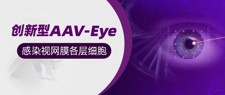 免费试用！AAV-Eye病毒变体高效感染视网膜各层细胞，5大优势直击研发痛点 - 知乎