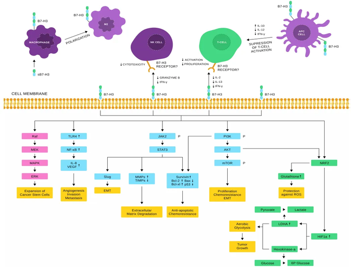 “下一个爆款ADC”？B7-H3（CD276）靶点赛道加速升温 - 知乎