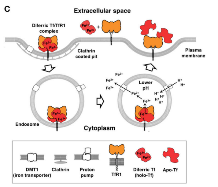一文揭秘！肿瘤和脑部疾病治疗新靶点--TFR1 - 知乎