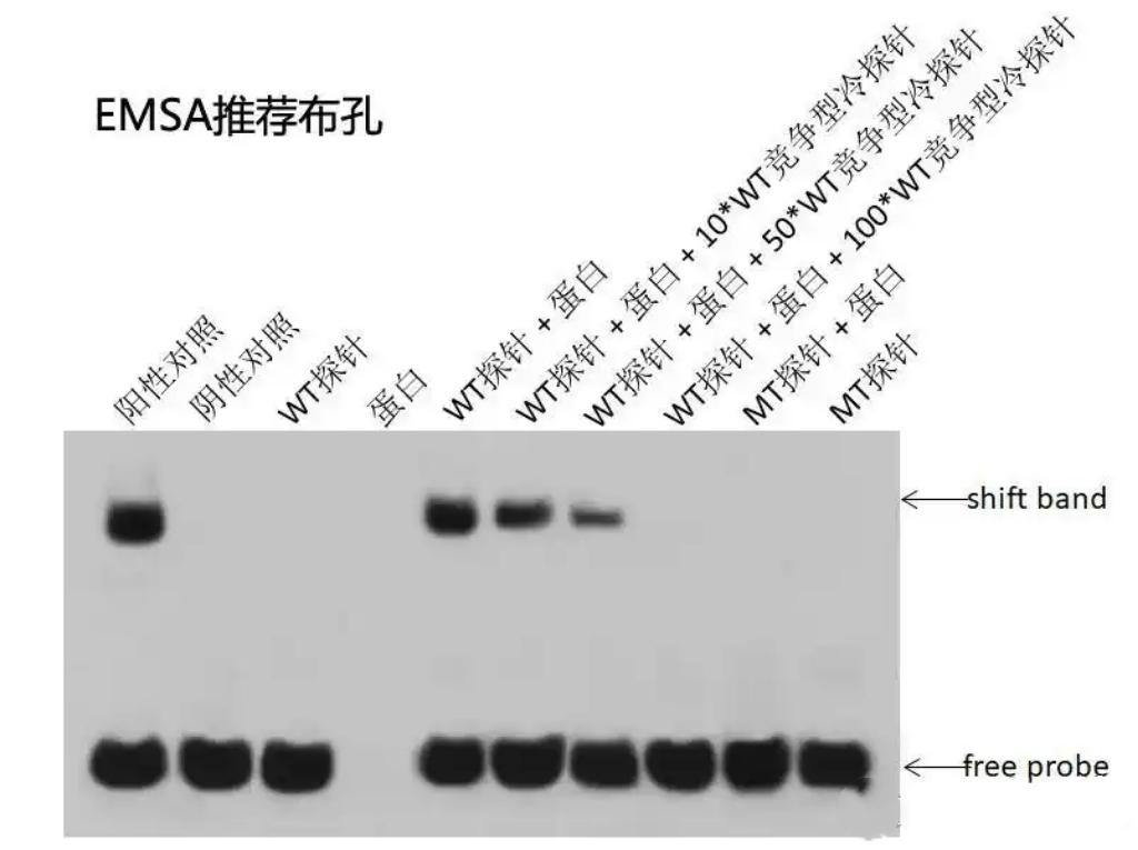 「EMSA实验全攻略」梯度探针设计+避坑指南 - 知乎