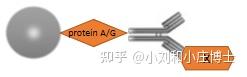 什么是Protein A/G琼脂糖或磁珠 - 知乎