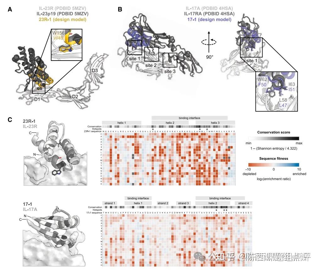 Cell. | David Baker从头设计自身炎症性疾病口服生物制剂 - 知乎