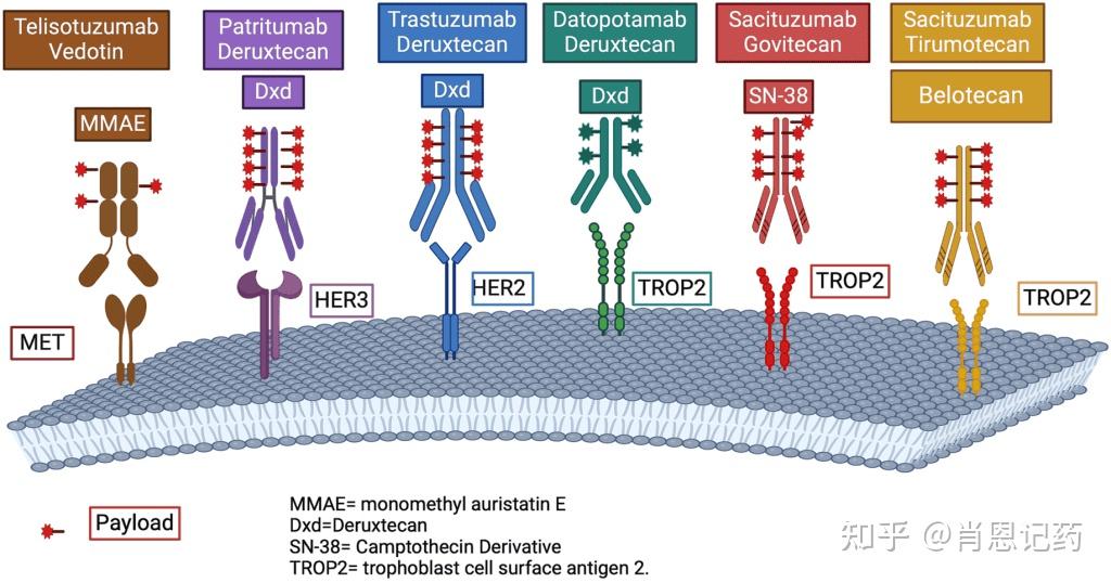 记住所有FDA生物药 | c-MET ADC | Telisotuzumab vedotin 维特利妥珠单抗 | 非小细胞肺癌 - 知乎