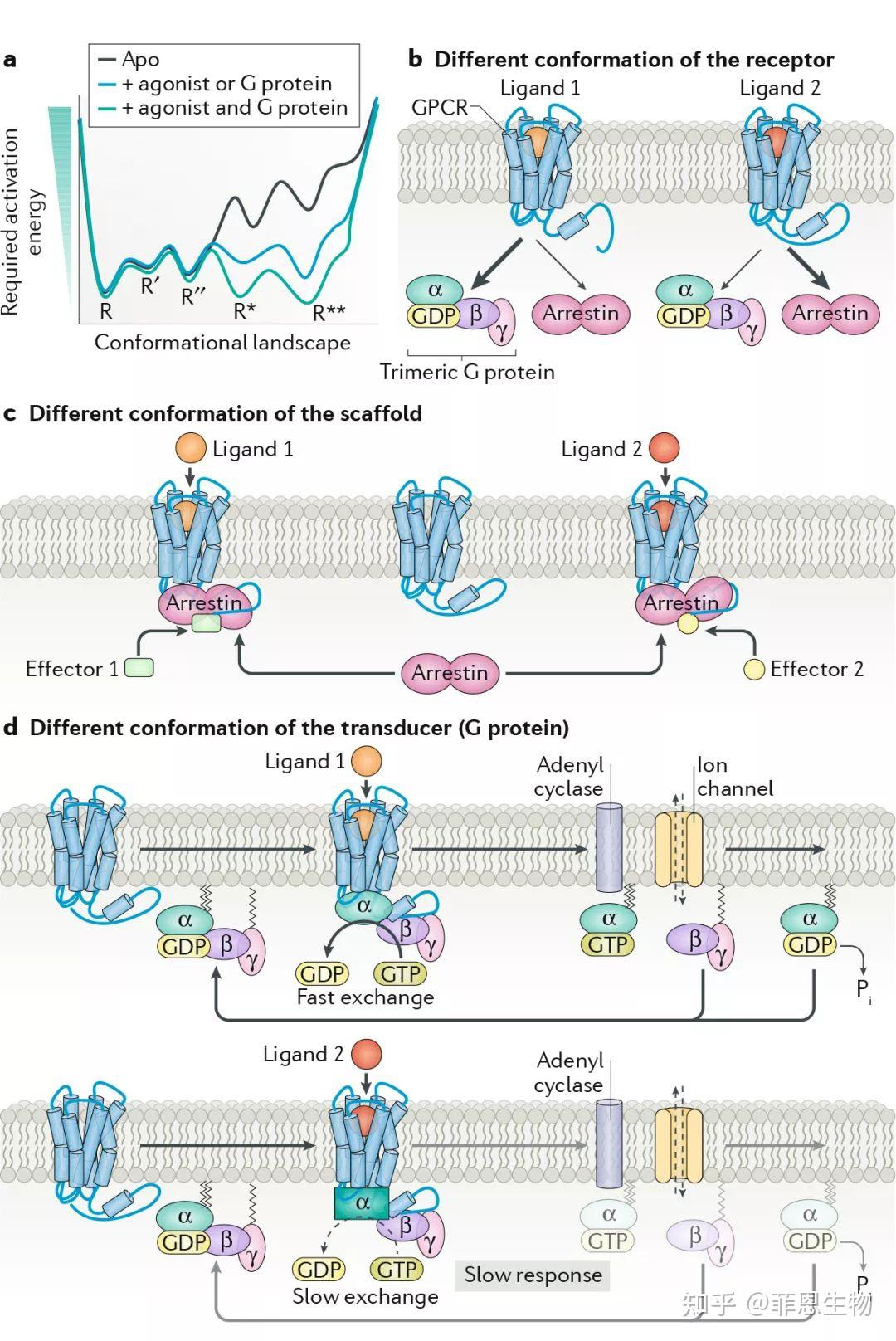 G蛋白偶联受体(GPCR)分子结构及信号通路概述 - 知乎