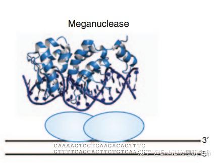 Meganucleases、TALEN、ZFN与CRISPR-Cas基因编辑技术概述 - 知乎