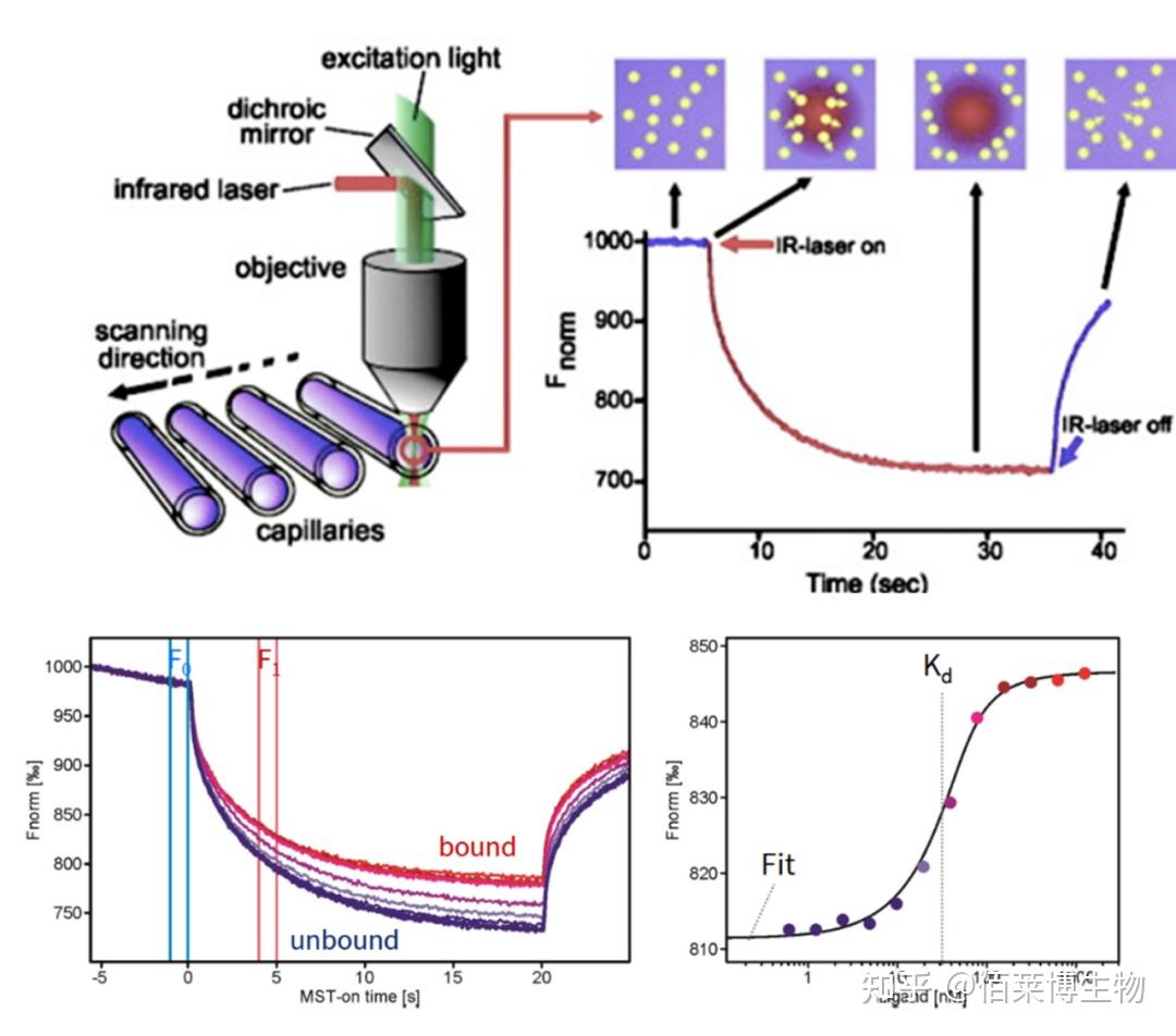 微量热泳动 (MST) 技术解锁蛋白与核酸分子互作研究难题 - 知乎
