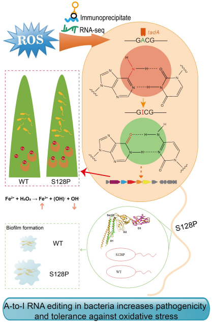 国自然热点 | RNA结合蛋白调控机制研究方法（三）_iRIP-seq - 知乎