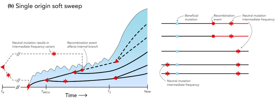适应过程中的soft sweeps和hard sweep - 知乎