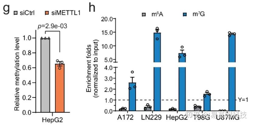 RNA甲基化修饰整体研究方案——m6A、m5C、m1A、m7G、ac4C、RNA与蛋白互作（RIP） - 知乎
