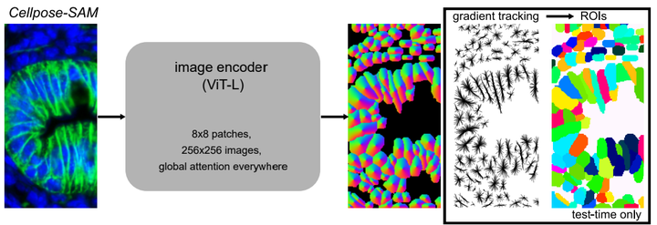 Cellpose-SAM —— 超人类水平的细胞分割 - 知乎