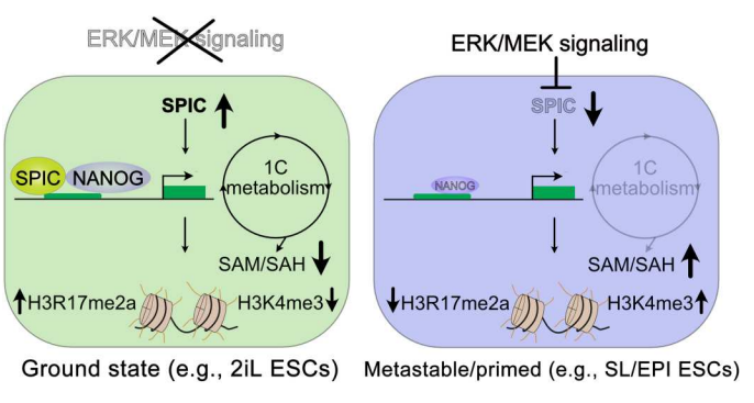 Science adv | 转录因子SPIC连接胚胎干细胞中的细胞代谢与表观调控 - 知乎
