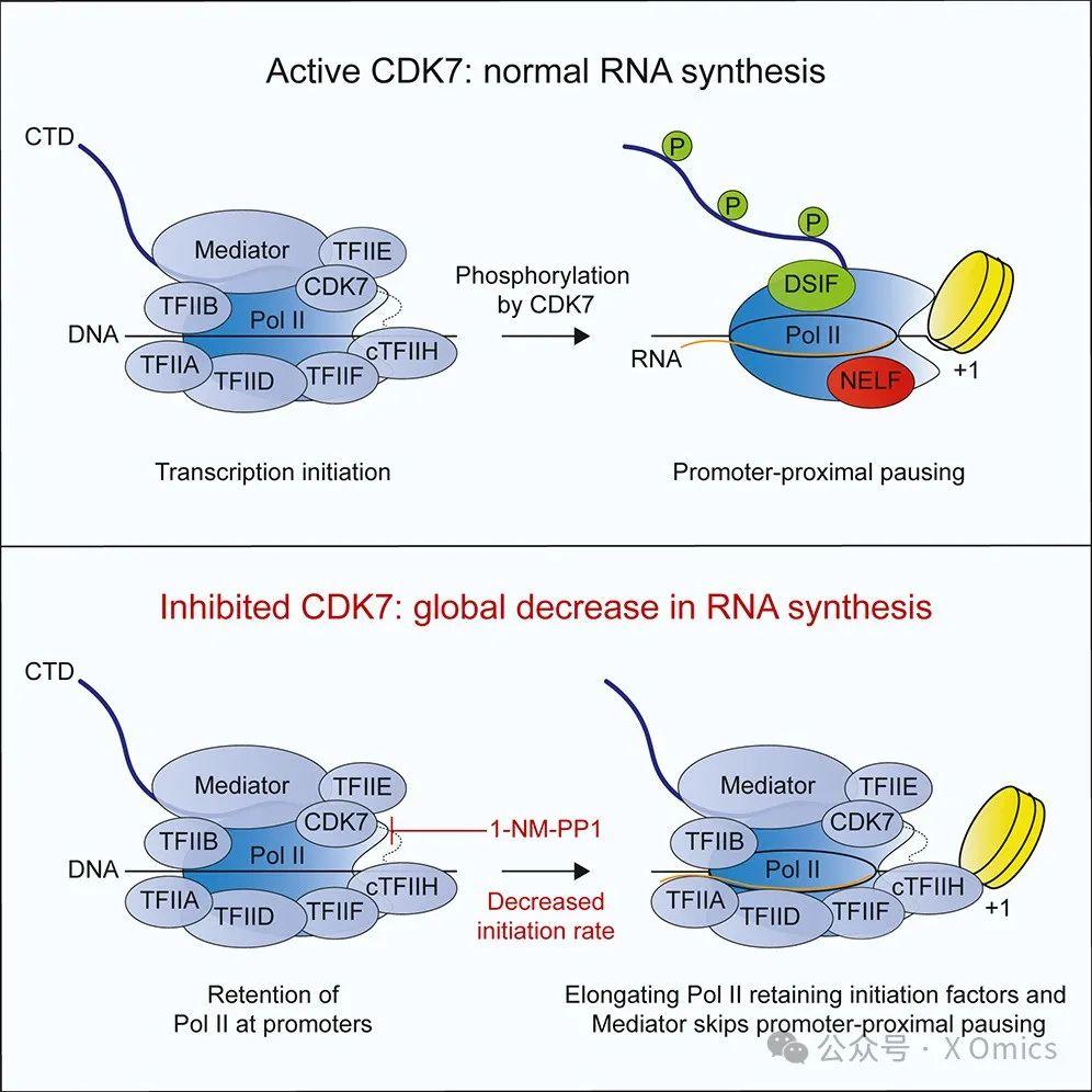 Molecular Cell｜马普所团队发现CDK7激酶活性促进RNA Pol II启动子逃逸新机制 - 知乎