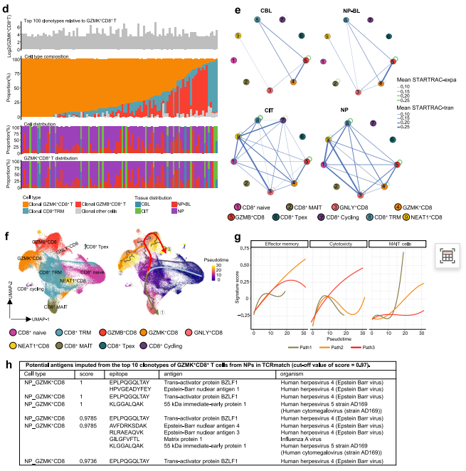 文献解读 | 10x 单细胞HD空转联合应用—揭示GZMK+CD8+ T细胞在鼻息肉中的促炎作用 - 知乎