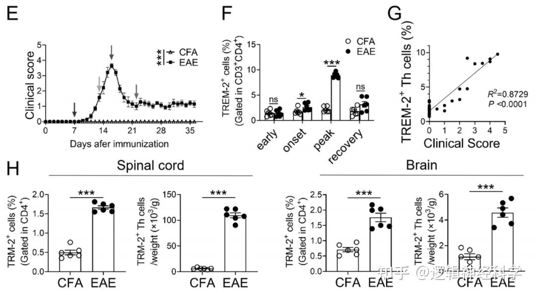 Neurosci Bull︱中大五院黄曦团队揭示TREM-2对多发性硬化中致病性Th17细胞的分化和因子分泌功能的调控。 - 知乎