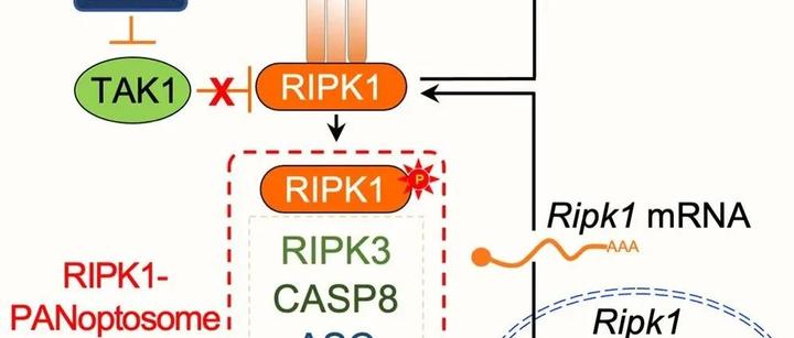 Cell子刊丨全基因组 CRISPR 筛选确定 RAVER1 调节 RIPK1 介导的炎症细胞死亡，PANoptosis - 知乎