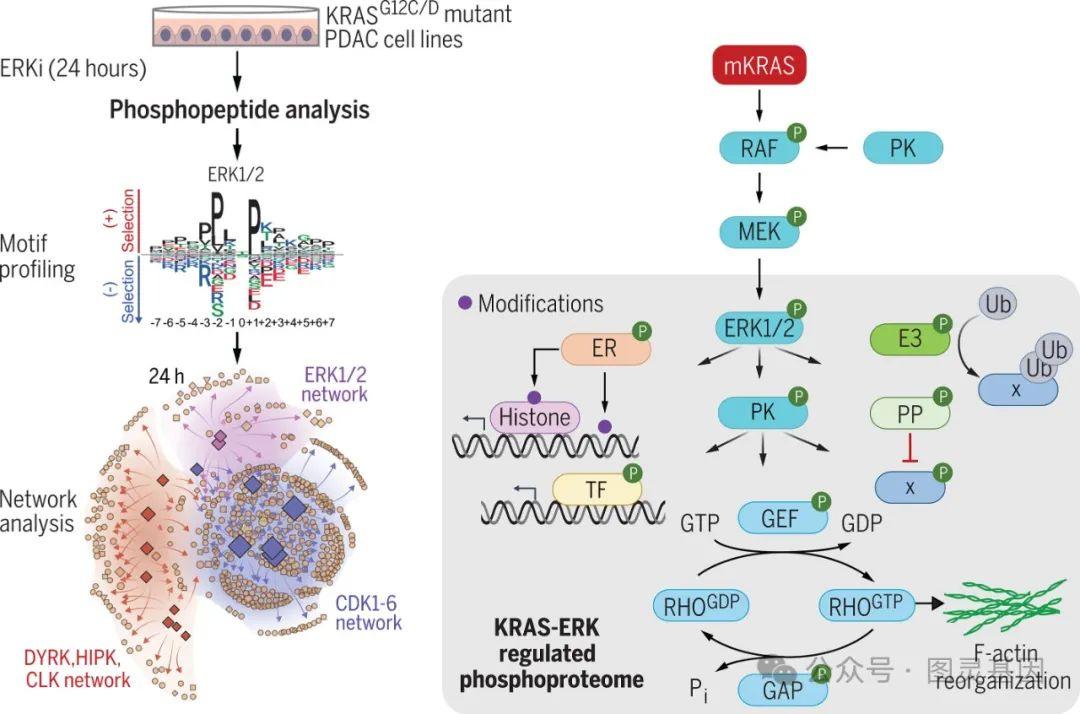 Science ｜ 蛋白激酶ERK调控的磷酸化蛋白质组驱动KRAS突变癌症 - 知乎