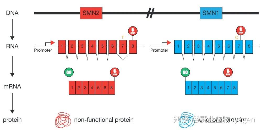SMN1基因敲除小鼠与脊髓性肌萎缩症(SMA) - 知乎