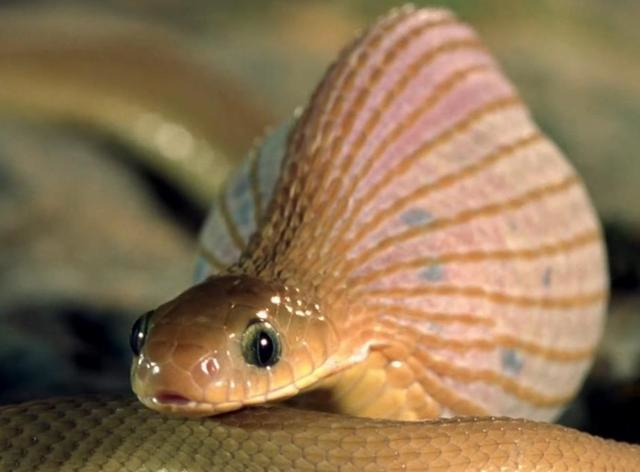 蟒蛇没有咀嚼能力，它不会消化不良吗？ - 知乎