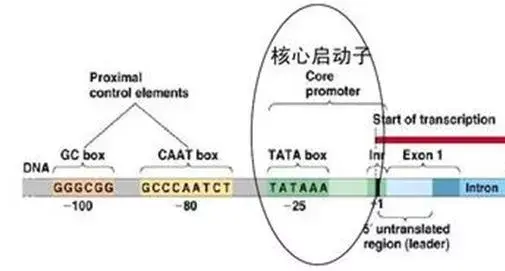 【干货】启动子——基因表达的发动机 - 知乎