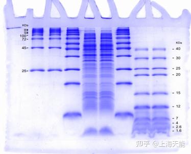 图片解读单一浓度胶与梯度胶的区别（聚丙烯酰胺凝胶电泳） - 知乎