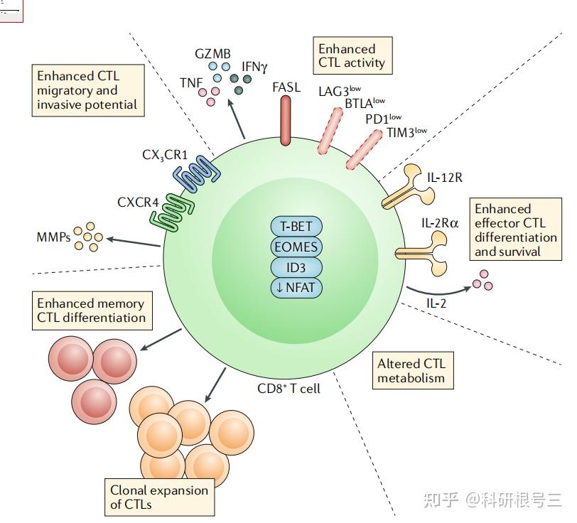 【总结】CD4分子必看知识点 - 知乎