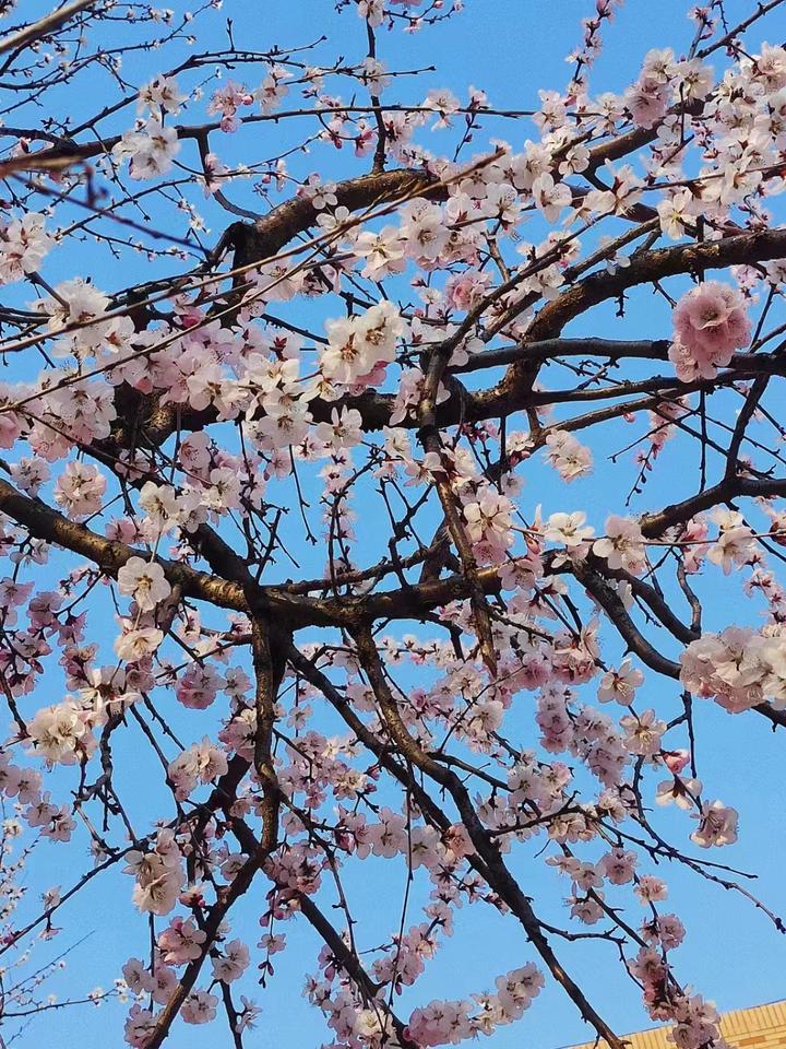 Android中的JSON解析 - 知乎