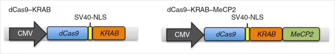 George Church开发CRISPR转录抑制新方法，极大增强抑制效率 - 知乎