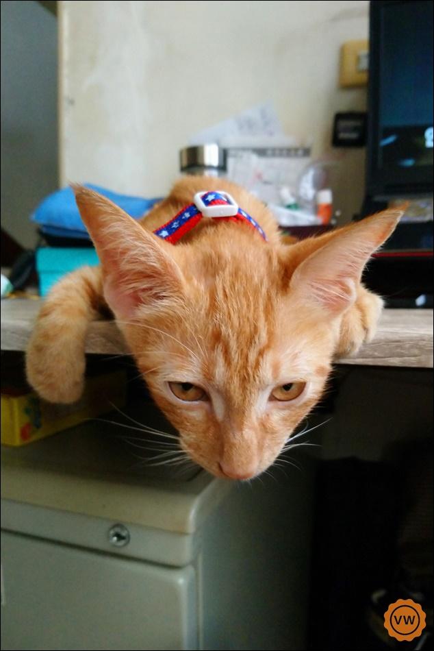 猫零食推荐：MODKO小末│超高肉含量的猫粮：鲜肉吸吸酱 - 知乎