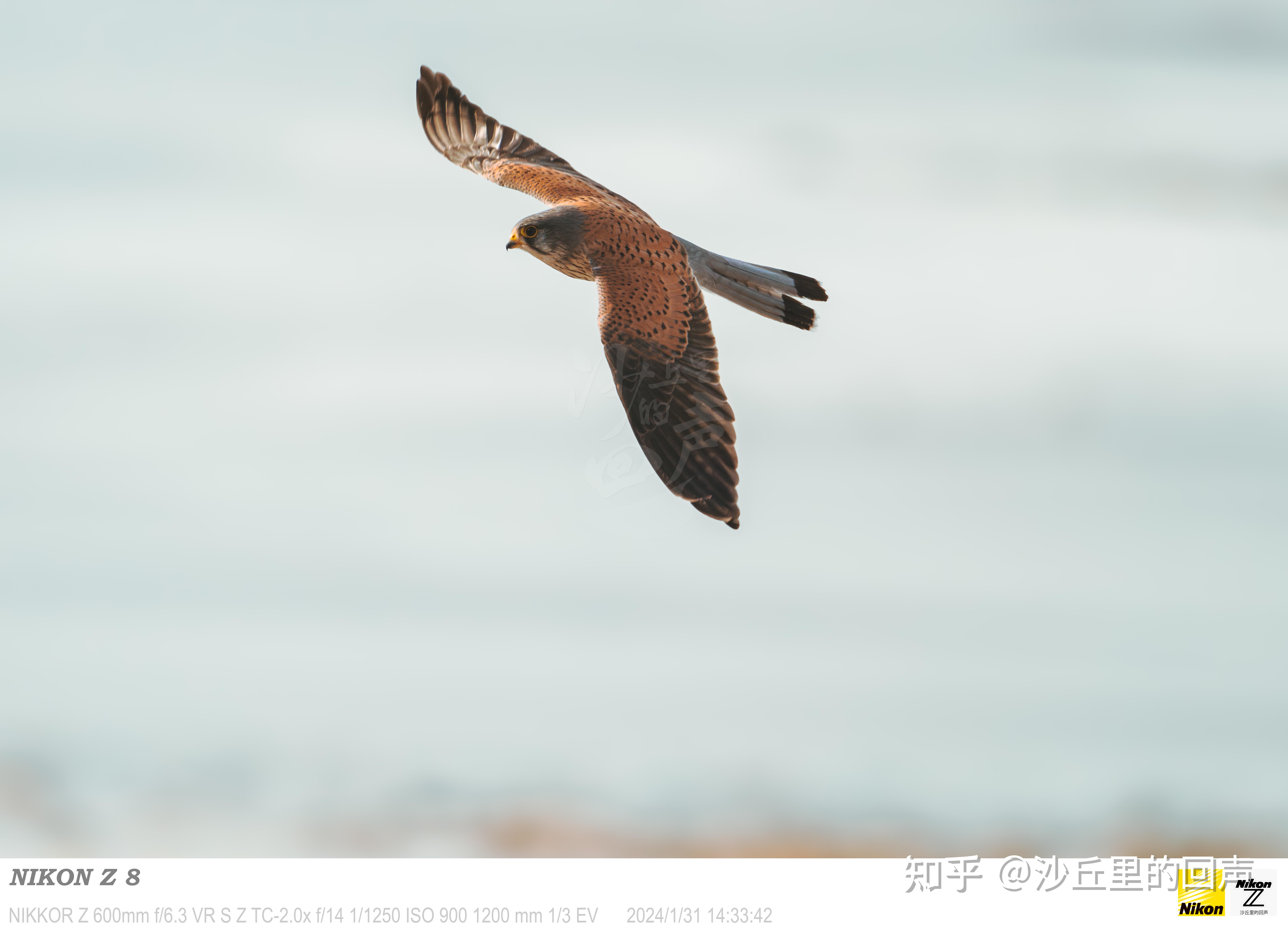 主拍照，尼康z62和z63怎么选? - 知乎