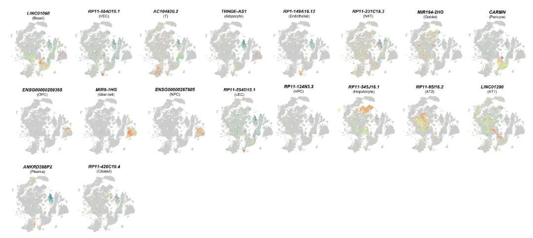 单细胞lncRNA如何分析？VITA助你一臂之力！ - 知乎