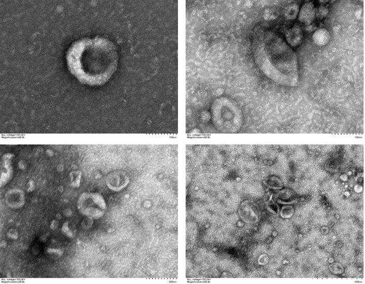 双备案！国卫生物外泌体获美国FDA DMF原料药备案及国际化妆品INCI成分备案 - 知乎