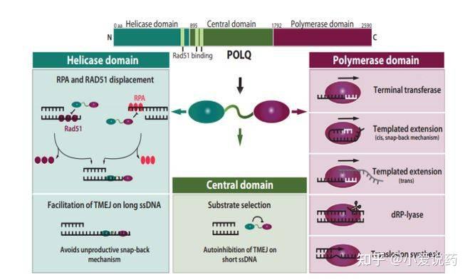 POLQ靶点检测|靶点验证服务|激酶谱靶点筛选服务|细胞免疫学检测服务 - 知乎