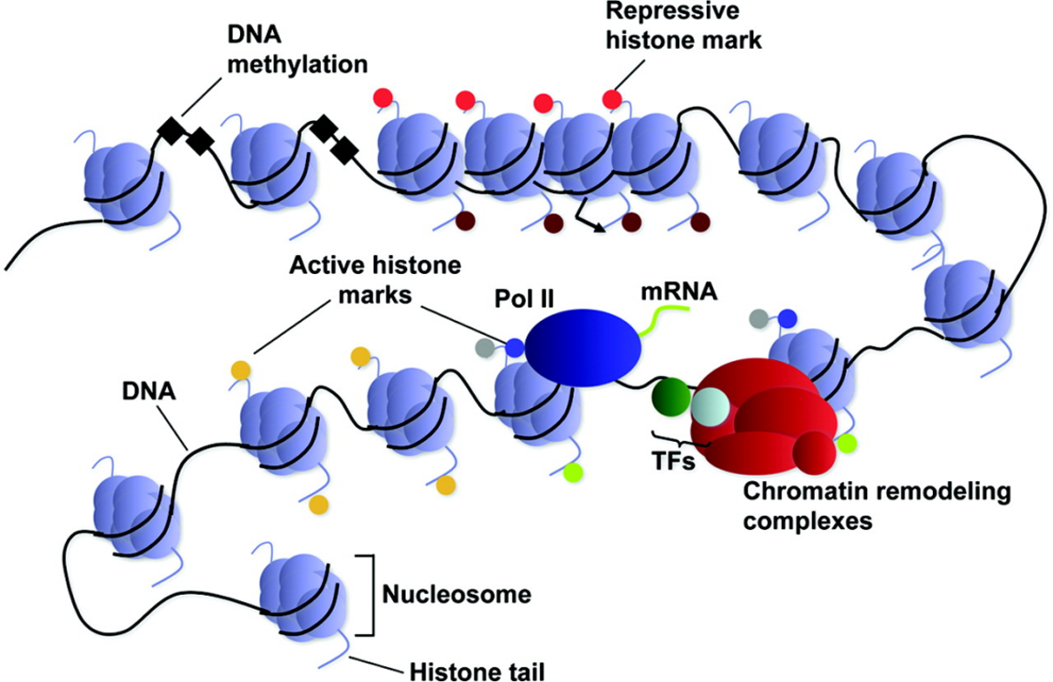 ChIP-seq分析流程(基于linux系统) - 知乎
