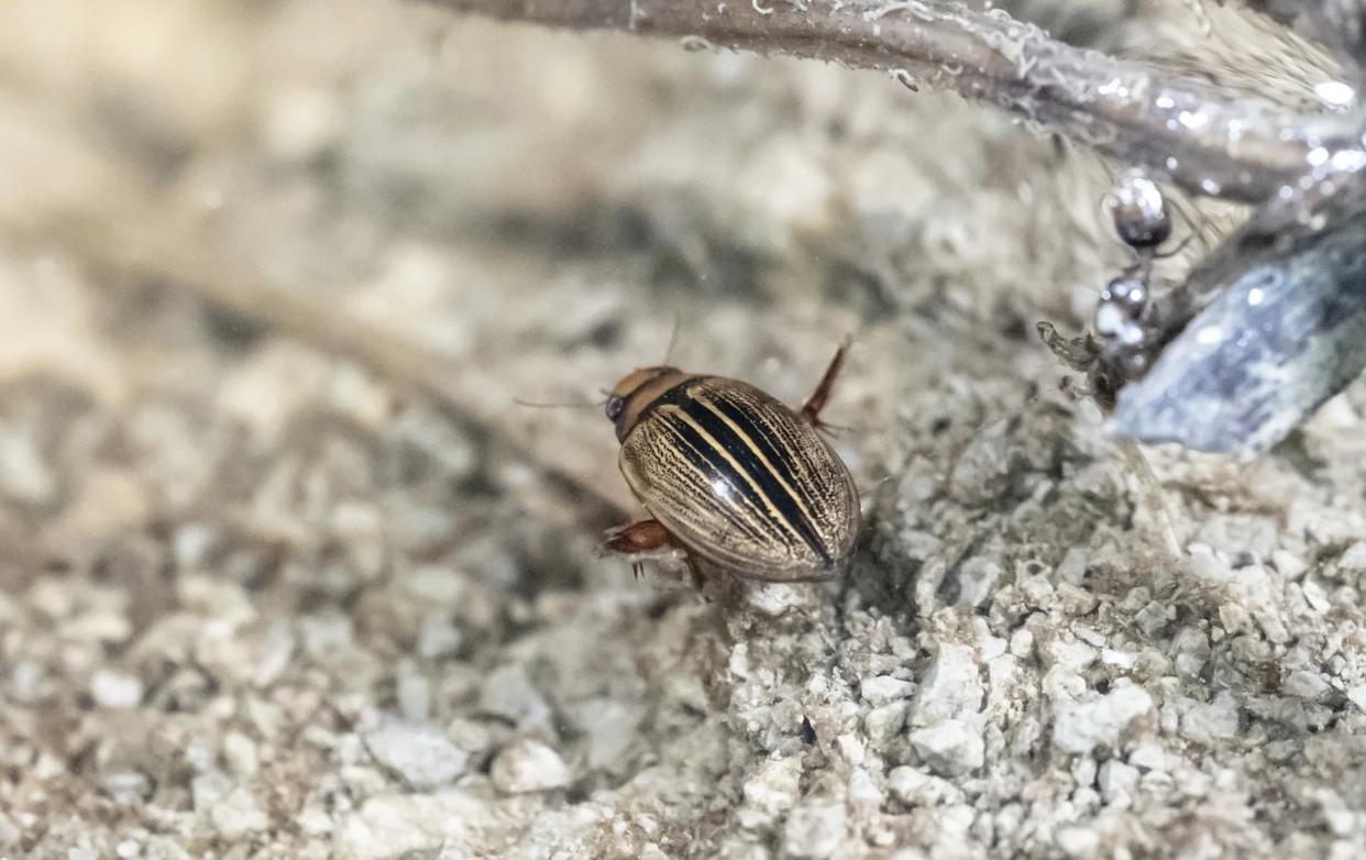 请问一种水生甲虫的直接（最具体）生物学名称：纹路像葵花籽皮、习惯于水面斜倒置悬浮、弹射起步穿梭自如? - 知乎
