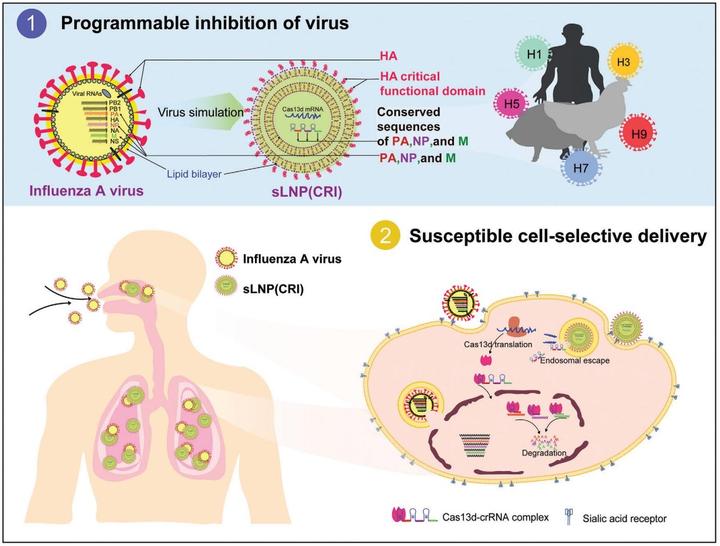Adv Sci | 效果远超奥司他韦！中国农大开发SCSD增强CRISPR/Cas13d抗流感病毒疗效 - 知乎