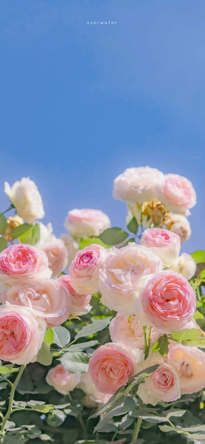 4K、高清壁纸分享 - 知乎