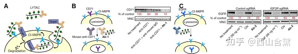 抗体介导的靶蛋白降解技术(TPD) - 知乎