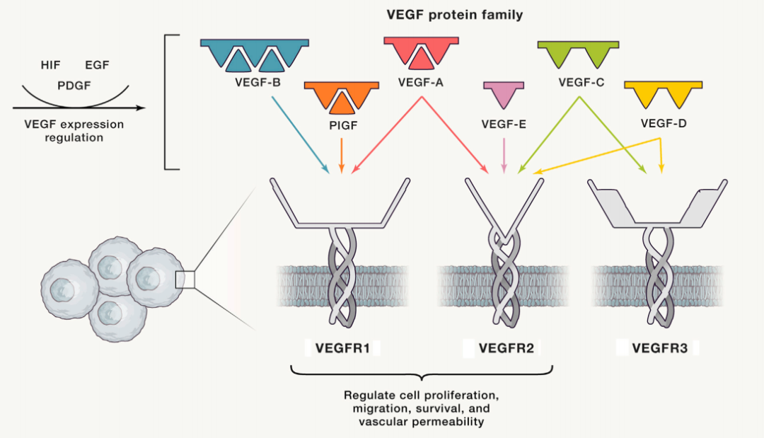 全面解析！靶向VEGF重塑肿瘤微环境策略 - 知乎