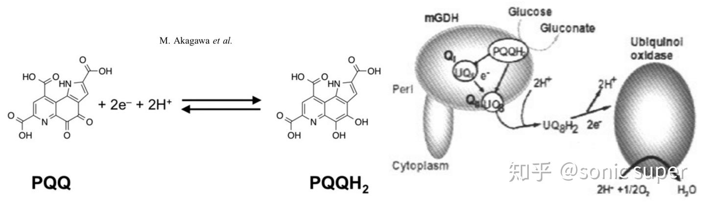 滋养万物，延年益寿？(PQQ最全功能科普·下篇) - 知乎