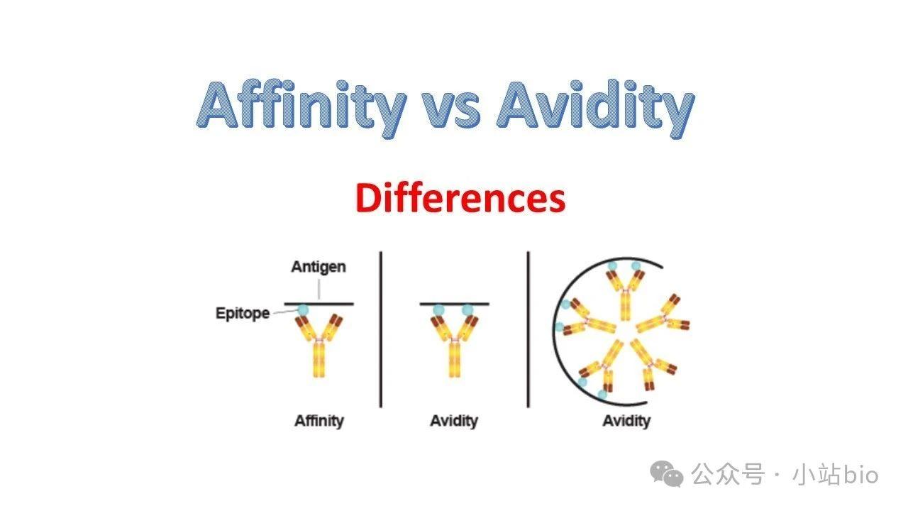 抗体的Affinity 与Avidity - 知乎