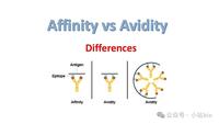 抗体的Affinity 与Avidity - 知乎