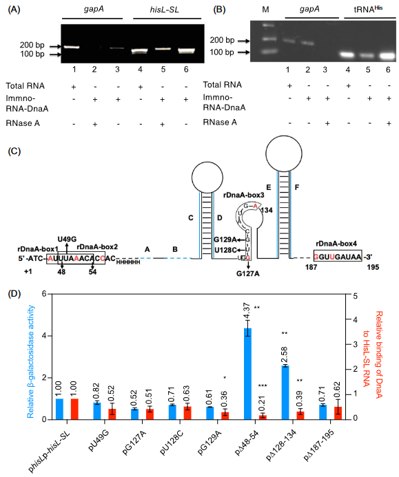 mLife | 开与关的抉择——DnaA蛋白依赖的his操纵子转录衰减核糖开关 - 知乎