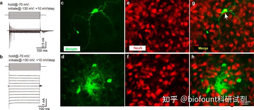Biocytin (生物胞素)；多功能标记物 - 知乎