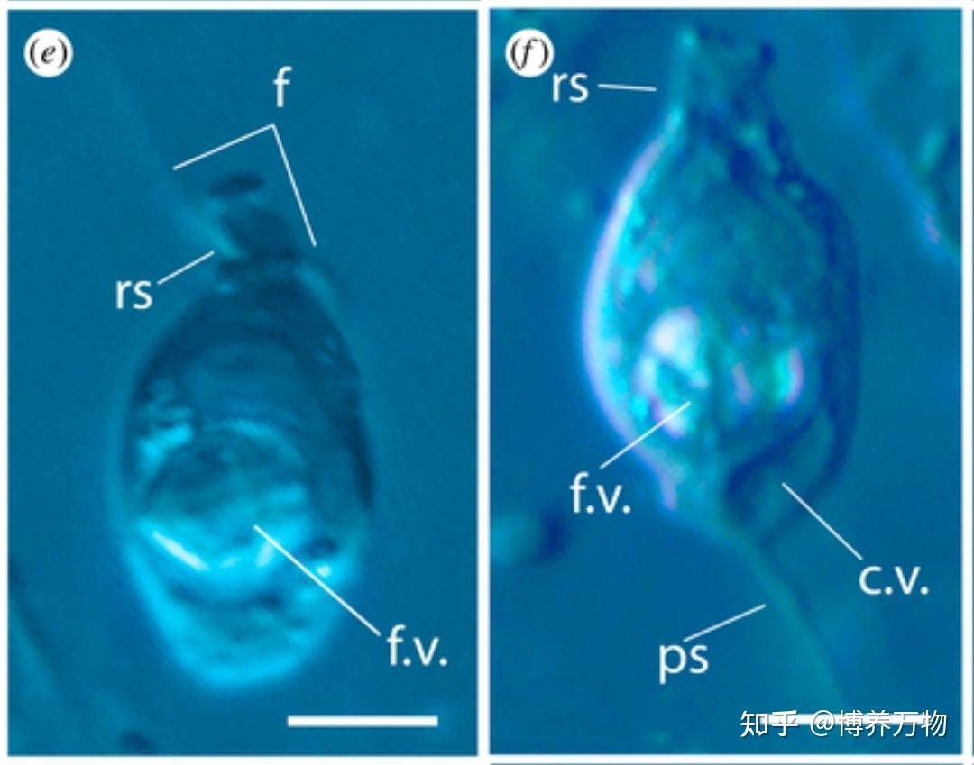 网鞭虫门Telonemⅰa ：形态特征最原始的色藻，却身世成谜 - 知乎