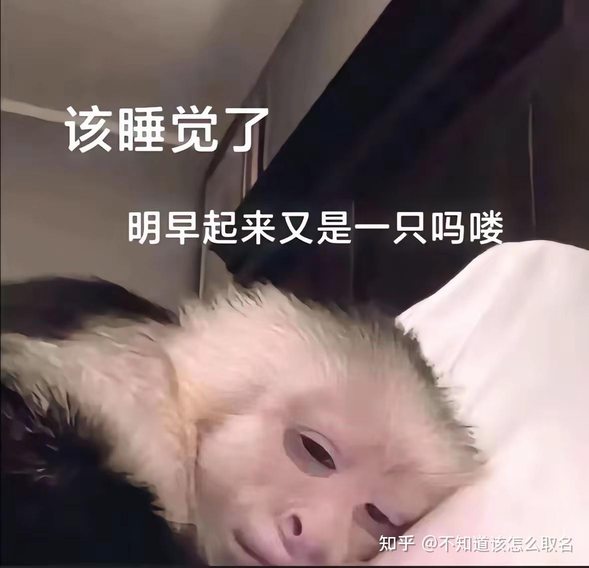 猴子表情包汇总 - 知乎