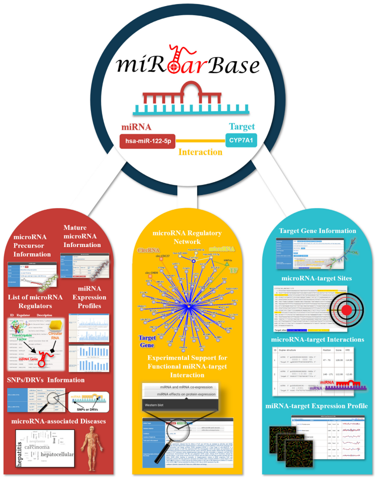 miRTarBase：miRNA-靶标互作数据库 - 知乎