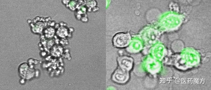 癌症免疫疗法新靶点Gasdermin E：让“冷”肿瘤变“热” - 知乎
